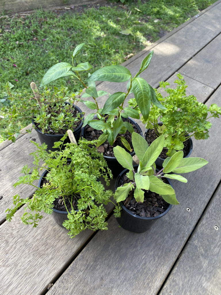 Herb Pack grown by The Potted Fox - Barragunda